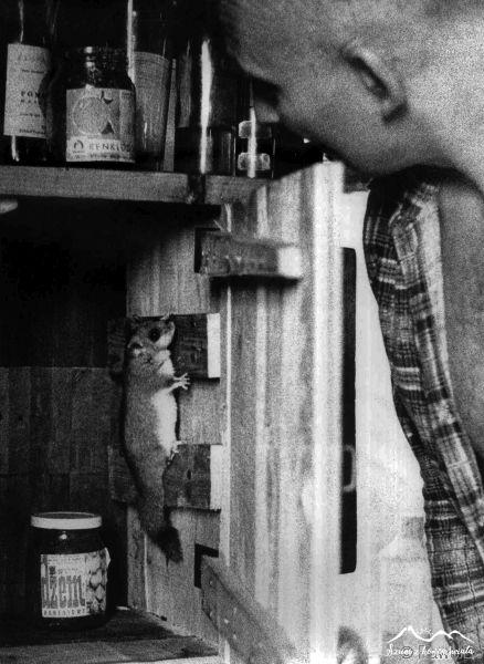 Schronisko na Łopienniku - Zapomniane Bieszczady