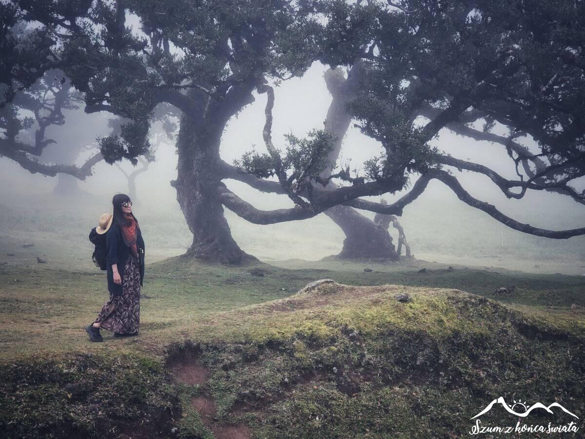 Las Fanal - Spacer wśród Mistycznych Drzew - Szum z Końca Świata