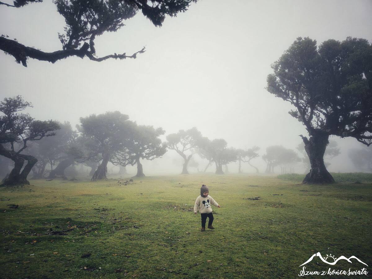 Las Fanal - Spacer wśród Mistycznych Drzew - Szum z Końca Świata