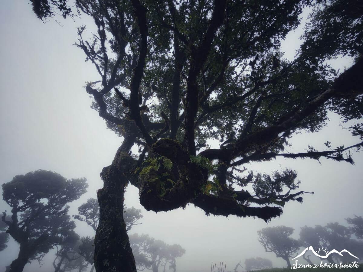 Las Fanal - Spacer wśród Mistycznych Drzew - Szum z Końca Świata